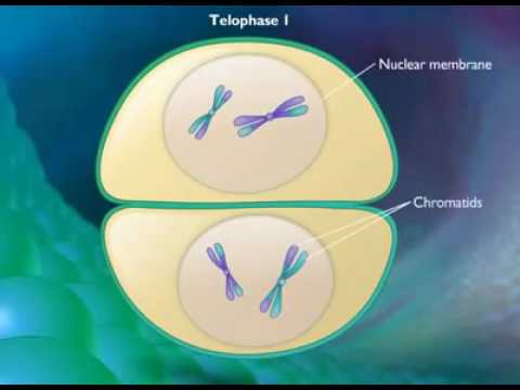 Meiosis animation 1 cell to 4 cells