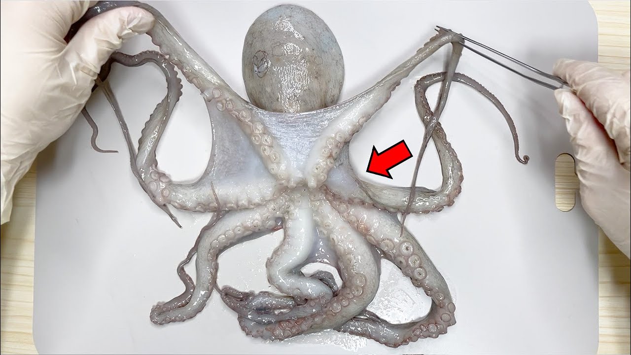 What's Inside an Octopus ? - Octopus Dissection
