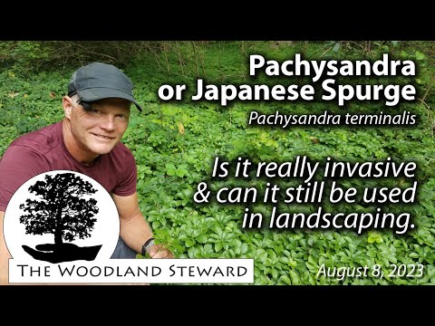 Pachysandra or Japanese Spurge, Is it really Invasive?