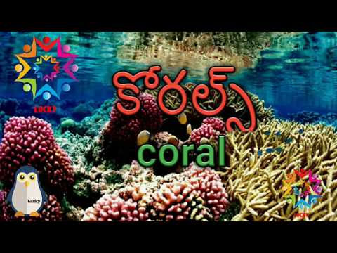 కోరల్స్ Coral telugu education videos | education videos