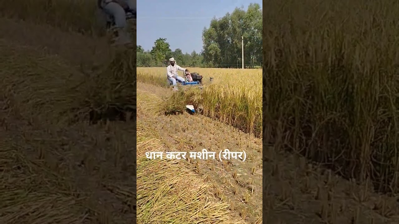 धान कटर मशीन (रीपर) paddy cutter machine reaper #paddy #cuttingskills #dhan #agriculture #farmer