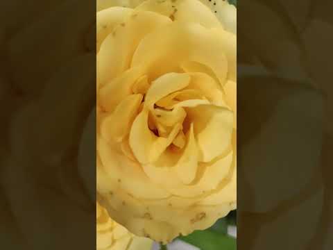 symbol of friendship | yellow rose | #viralvideo #shorts