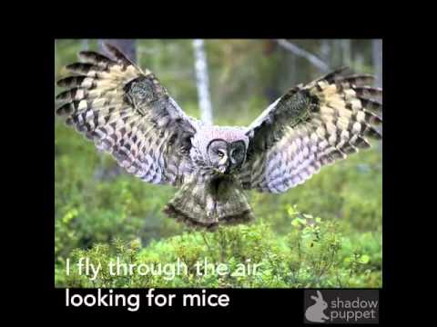 The Owl Poem
