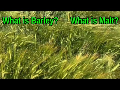 What is Barley? What is Malt? #farming #malting #beer