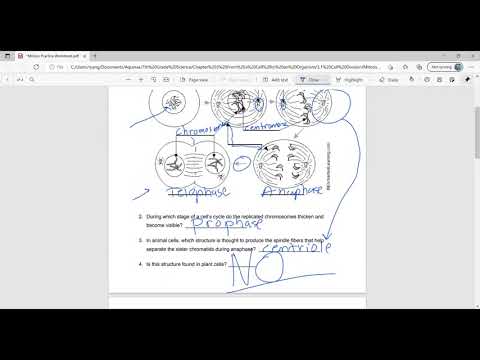 Mitosis Practice Worksheet