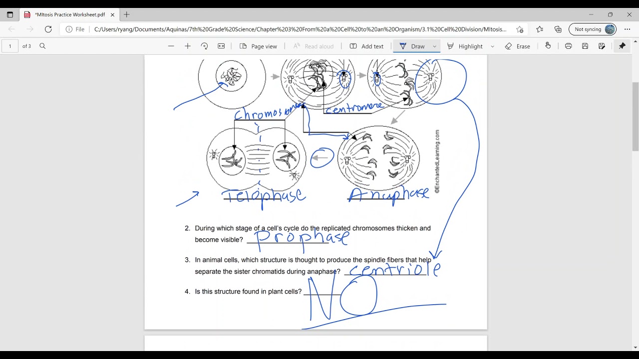 Mitosis Practice Worksheet