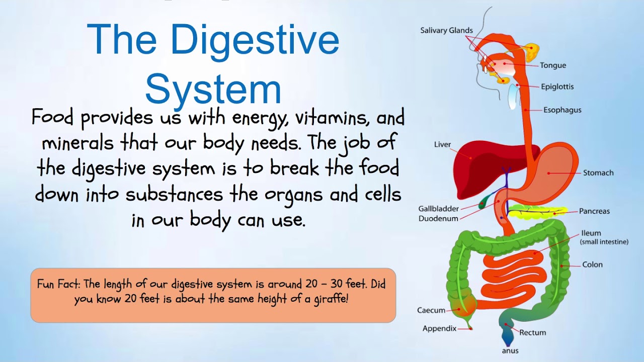 Digestive System PPT Lecture March 19