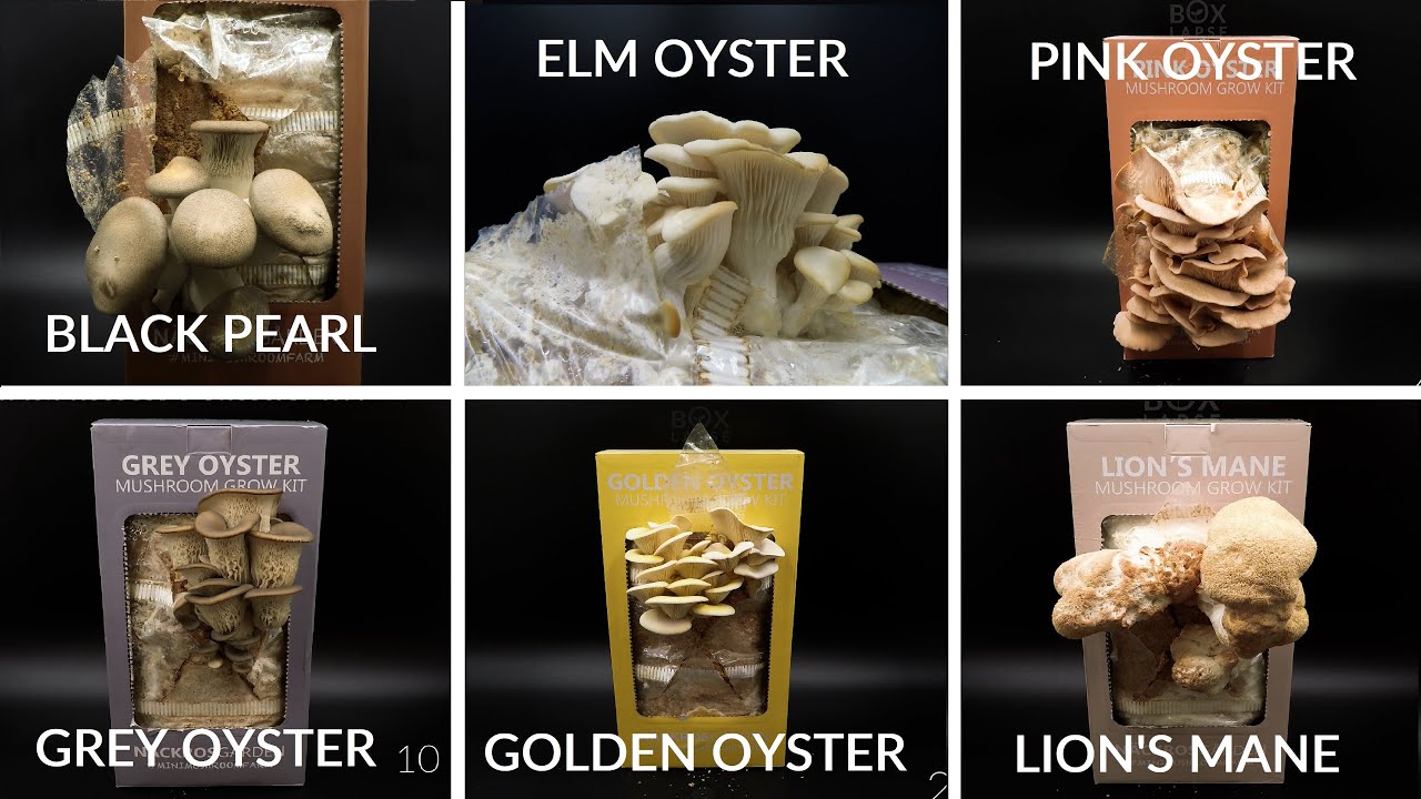 Growing Mushrooms Time Lapse Compilation