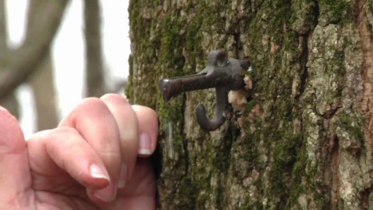 Maple Syrup in Ohio State Parks