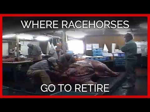 Where Racehorses Go To Retire