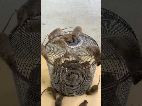 Best Mouse Trap 2023 P2 #mousetrap #rattrap #shorts #short
