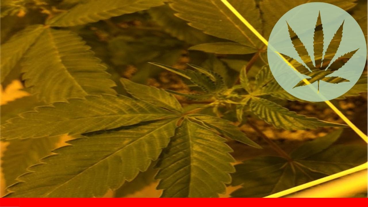 Royal Chemdawg - All About This Strain