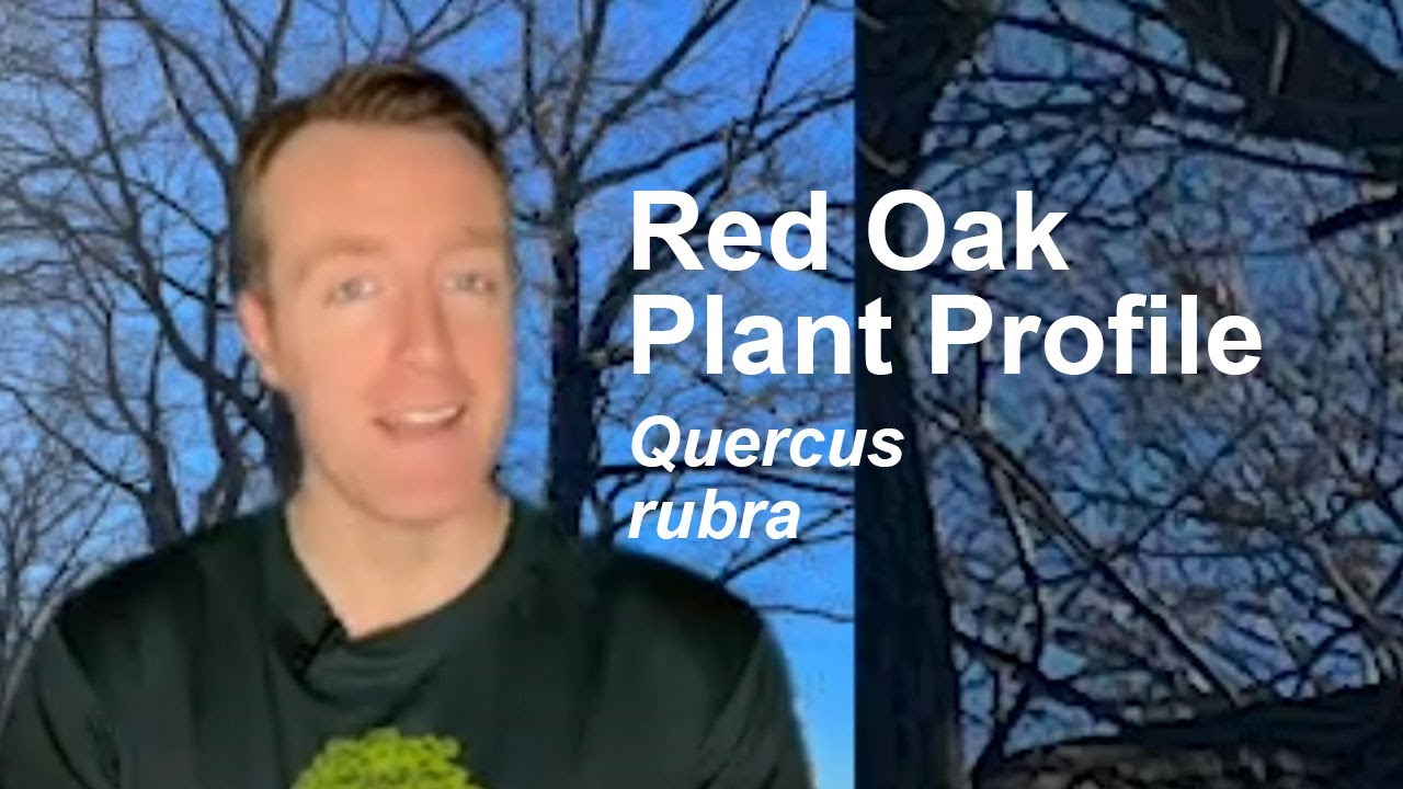 Red Oak (Quercus rubra) Plant Profile