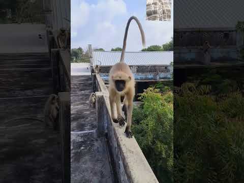 #bandar #dance #monkey