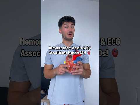 Learn the #heartanatomy & #ecg associations in under 60s! #shorts #medstudent #cardiology #medschool