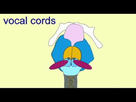AP2: RESPIRATORY SYSTEM: VOCAL CORDS