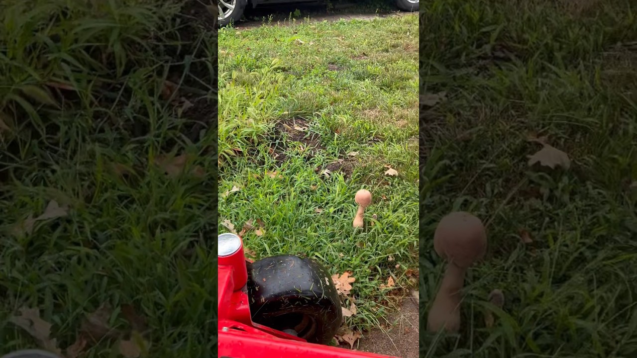 Odd looking mushrooms! #foryou #subscribe #satisfying #shortsvideo #shortsfeed #fyp #foryou #watch