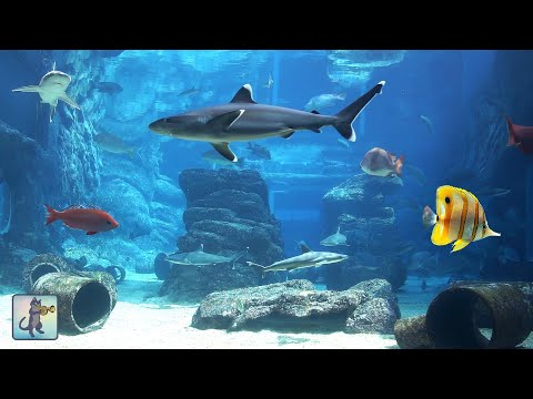 Large Shark Aquarium! (4K) π¦ Relaxing Aquarium Music, Sharks & Ocean Fish
