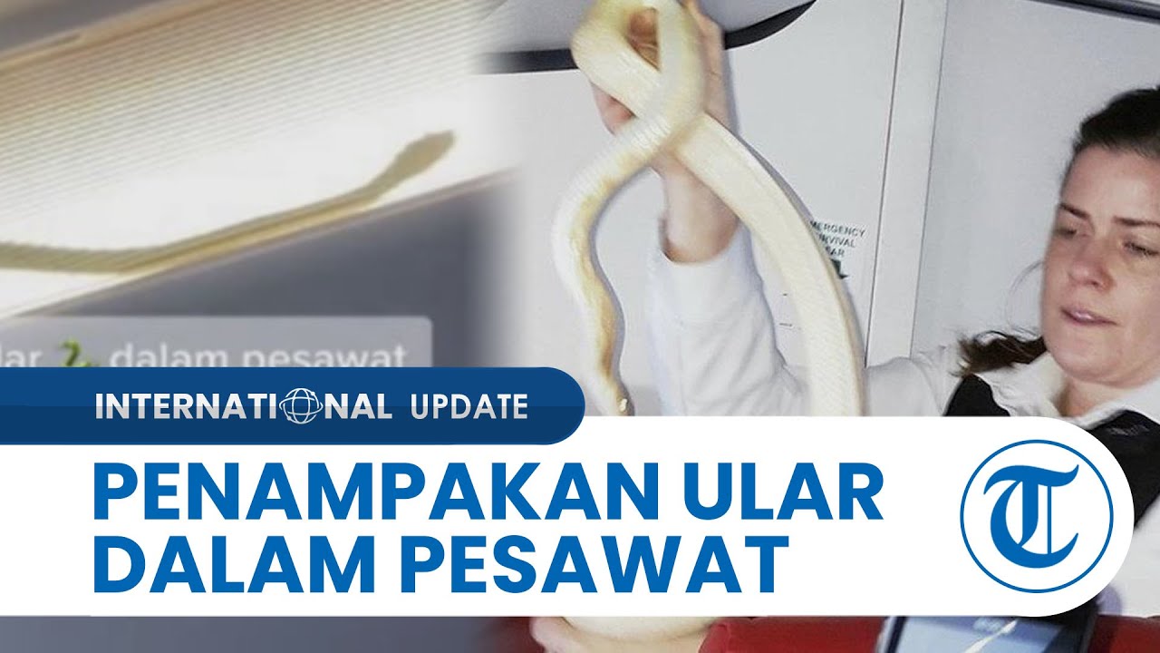 Heboh Ular Terlihat Melata di Dalam Pesawat, Maskapai Malaysia Langsung ...