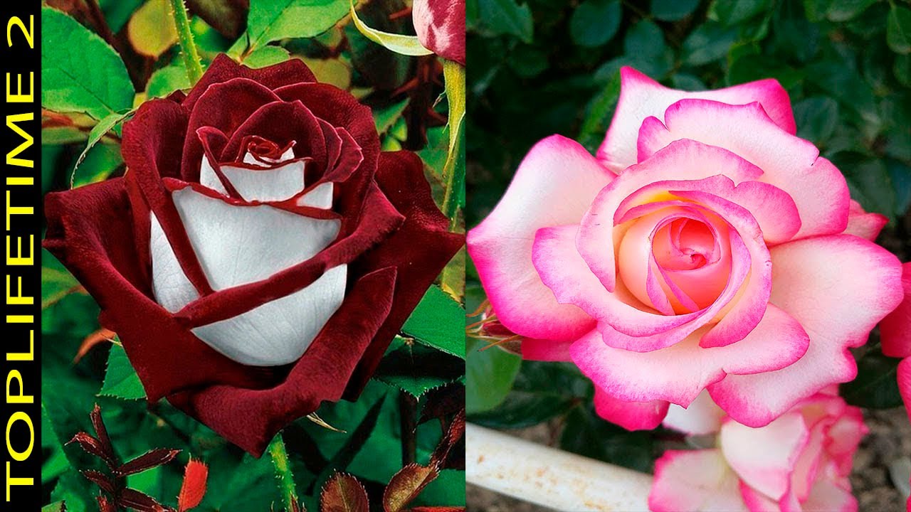 10 Most Beautiful Roses On The Planet