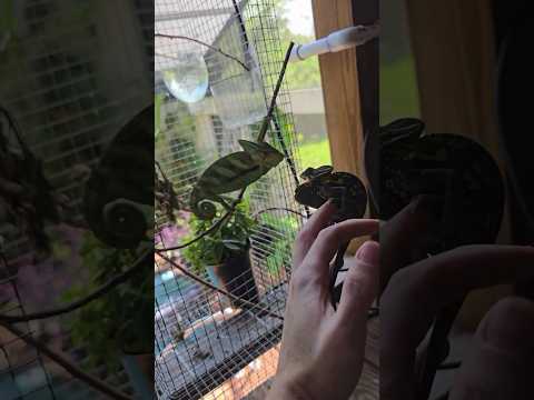Veiled Chameleon Mating Time! #floridasfinest