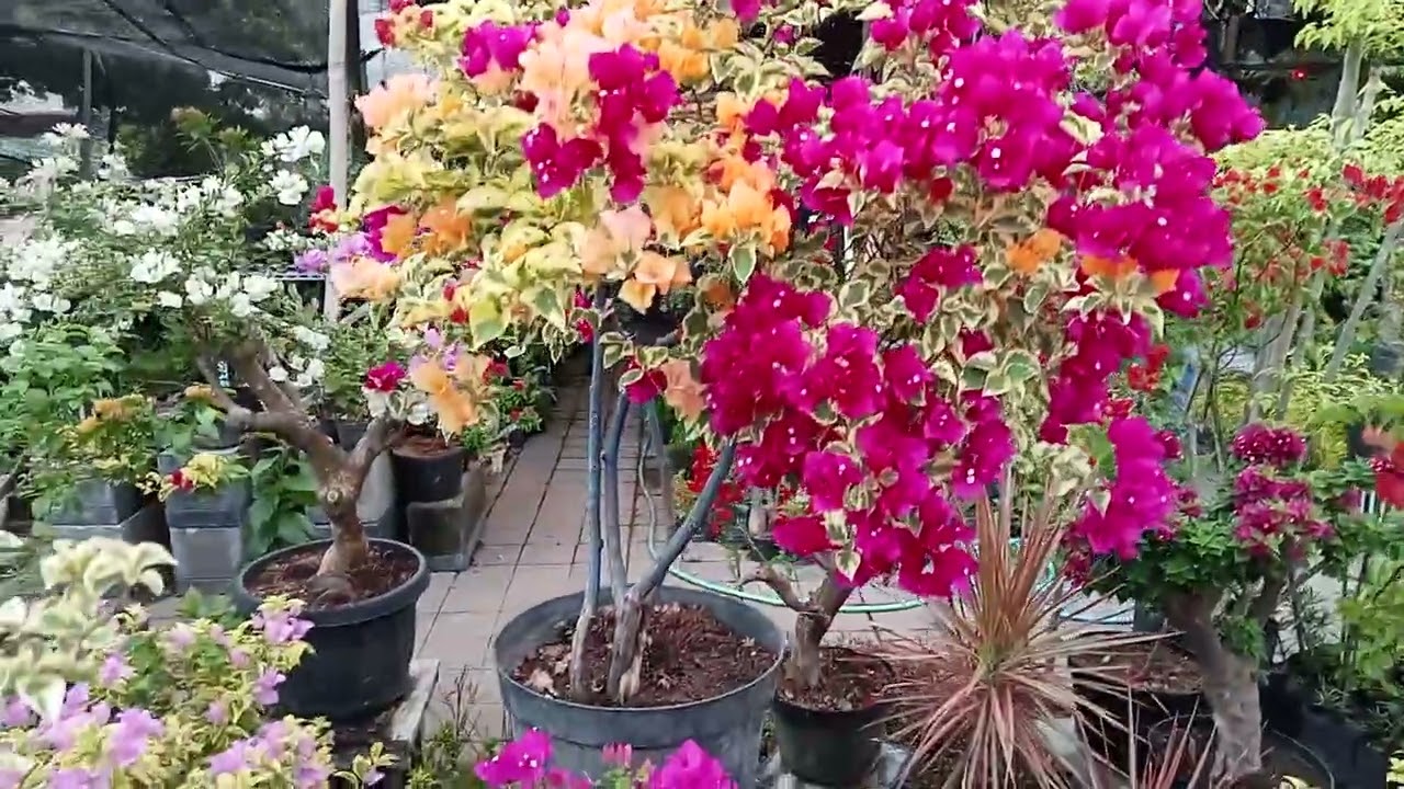 Update harga Bougenville batang besar berbunga rimbun di bursa tanaman hias Banyuwangi 