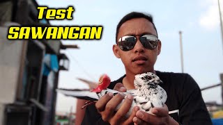 bagusfuzziblog: Merpati Jambul Yang Bagus