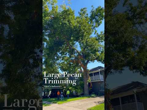 Pruning Large Pecan Tree