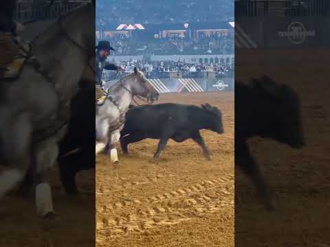 Horsepower in their DNA at The American Performance Horseman