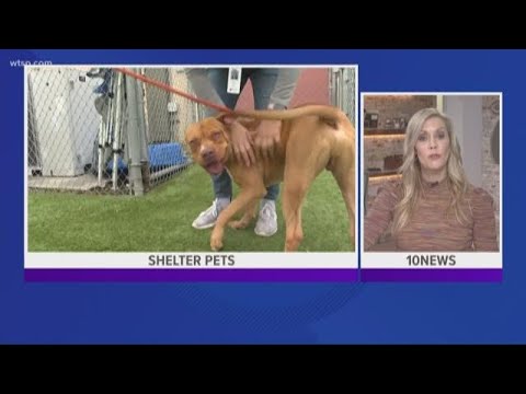 Shelter dogs could soon become Florida’s official state pet
