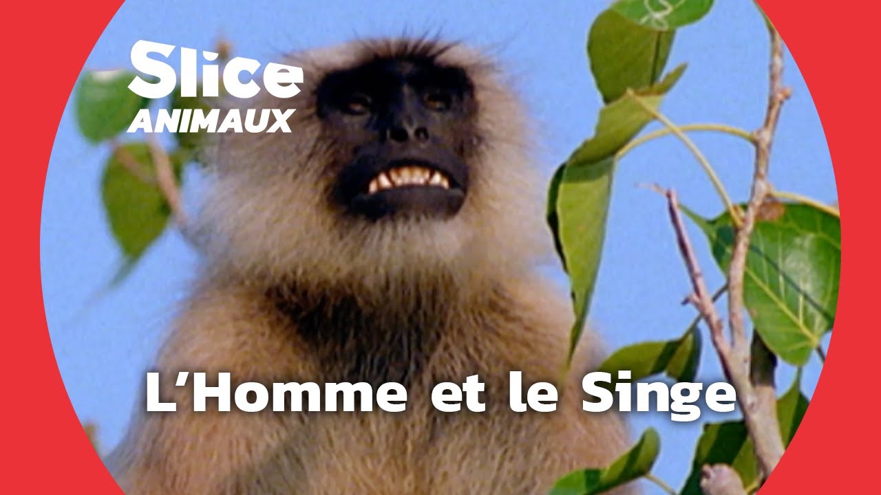 Documentaire | Légendes et croyances autour du singe