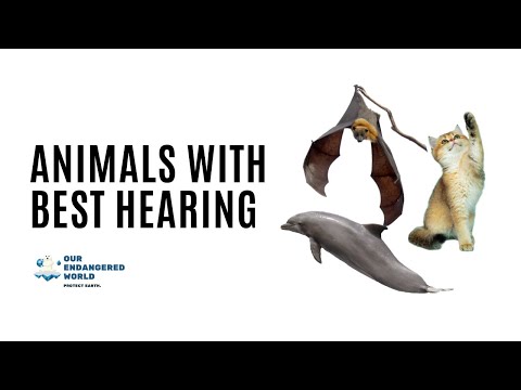 Unveiling the Superpowers of Animals' Exceptional Hearing