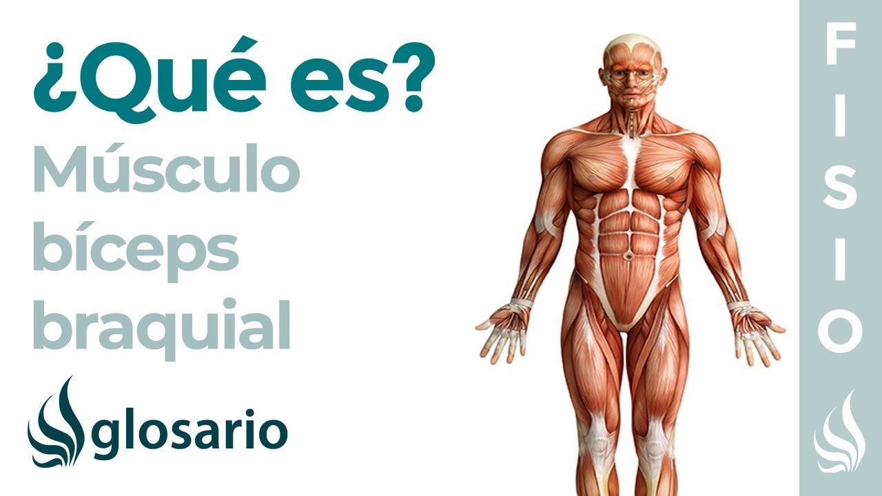 Músculo BÍCEPS BRAQUIAL | Qué es, cómo estirar y entrenar, inervación, inserción, función y lesiones