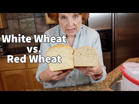 The Great Whole Wheat Bake Off: Hard Red vs. Hard White Wheat