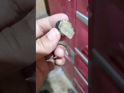 whats the name of this shell #shorts #shells