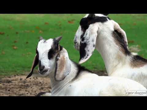Discover the Cutest Goats in the World Fun Facts About the Most Adorable Goat Breeds