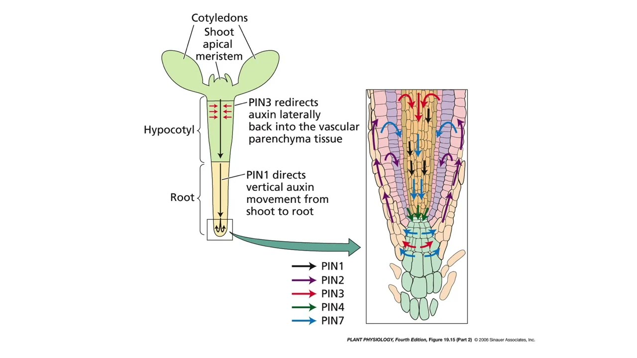 Plant Physiology: L14: Auxin–The Growth Hormone