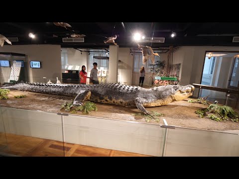 FOREIGNER EXPLORES NATIONAL MUSEUM OF NATURAL HISTORY IN MANILA PHILIPPINES
