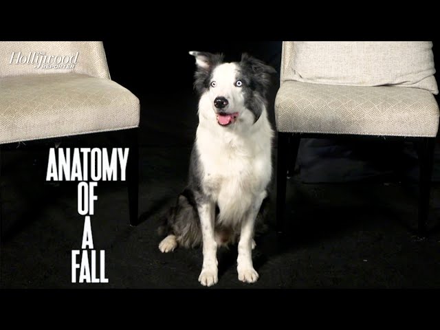 Famous Messi dog from 'Anatomy of a Fall' will grace the Cannes Film ...
