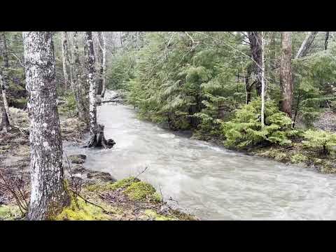 The Effects of Forest Fires on Boreal & Temperate Forest Ecosystems By Cora Johnson