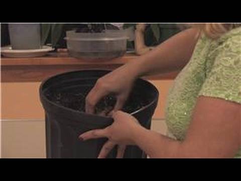 Gardening Tips : How to Grow Asiatic Lilies