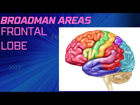 Broadman areas of frontal lobe & motor homunculus#neuroanotomy #homunculus#frontal gyrus
