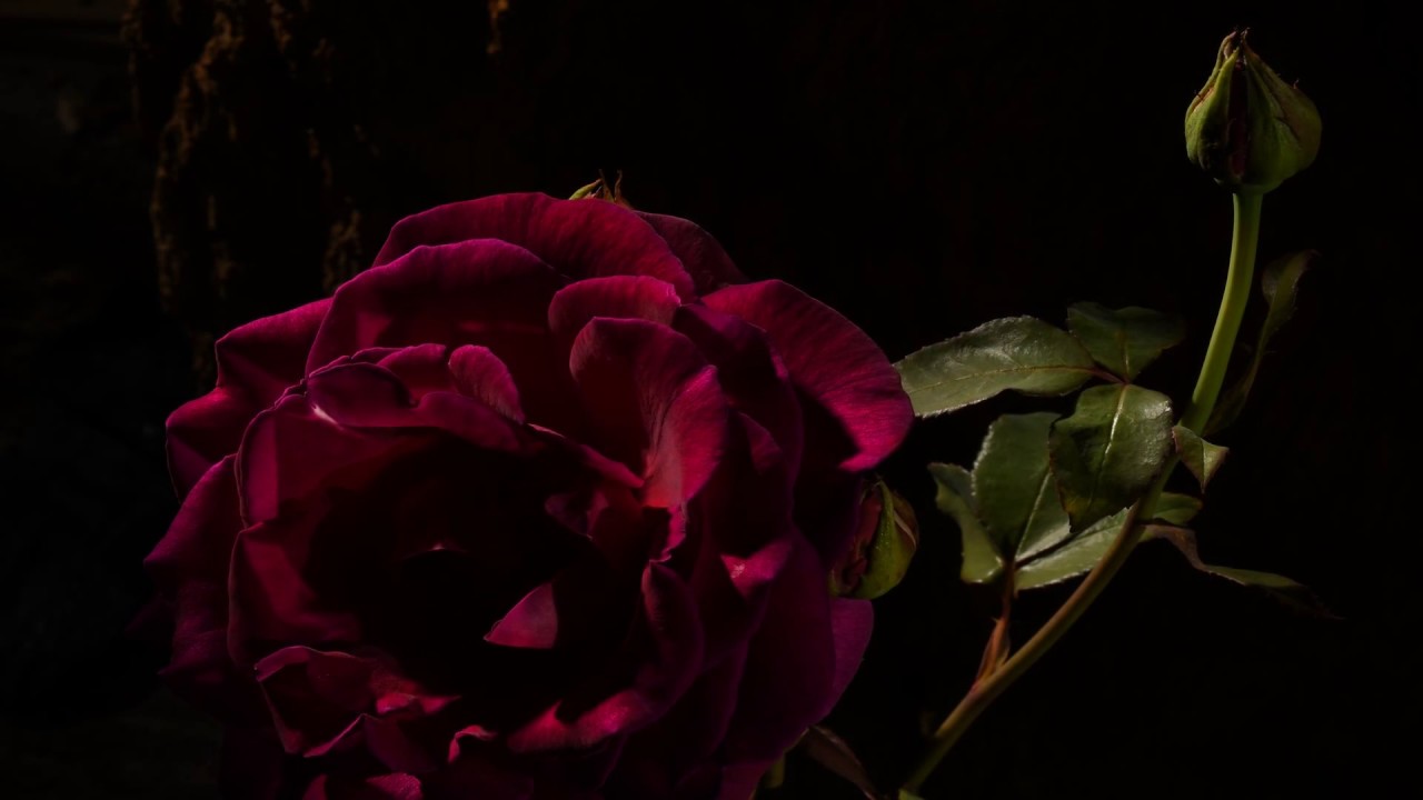 Red rose time lapse 'When love dies'