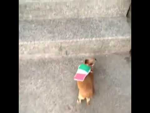 Steam Community :: Video :: Mexican Doggo