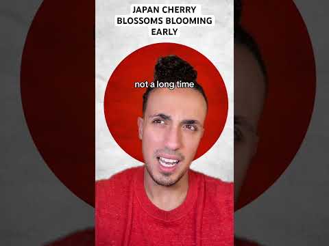 Japan Cherry Blossoms Blooming Early