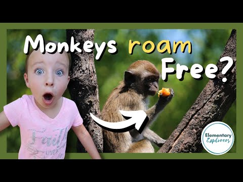 Mega Monkey Fun! - Learning about Monkeys at Monkey Jungle - Miami, Florida