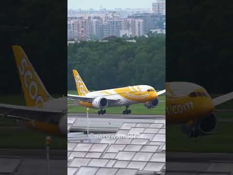 SCOOT B787-8 landing at Singapore Changi Airport #shorts #aviation #scoot #b787 #landing #singapore