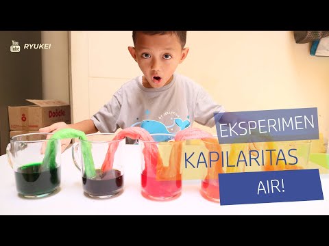 Eksperimen Sains anak kapilaritas air dan penjelasannya