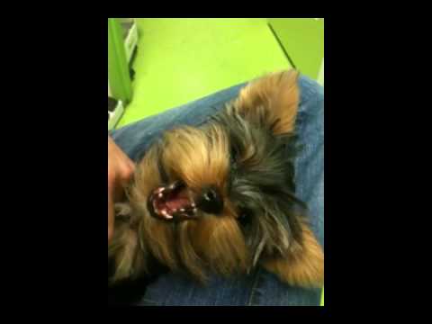Kibbles - Pasadena Pet Grooming at My Pet Garden
