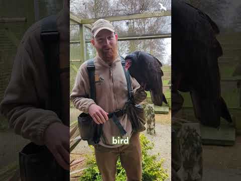 Did you know this about Turkey Vultures?